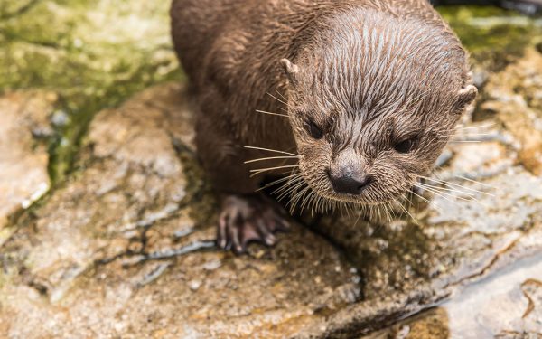 Descubre las razones para amar y cuidar a las nutrias de río – Acuario ...
