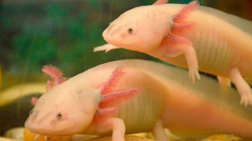 ajolote mexicano – Acuario Michin Puebla