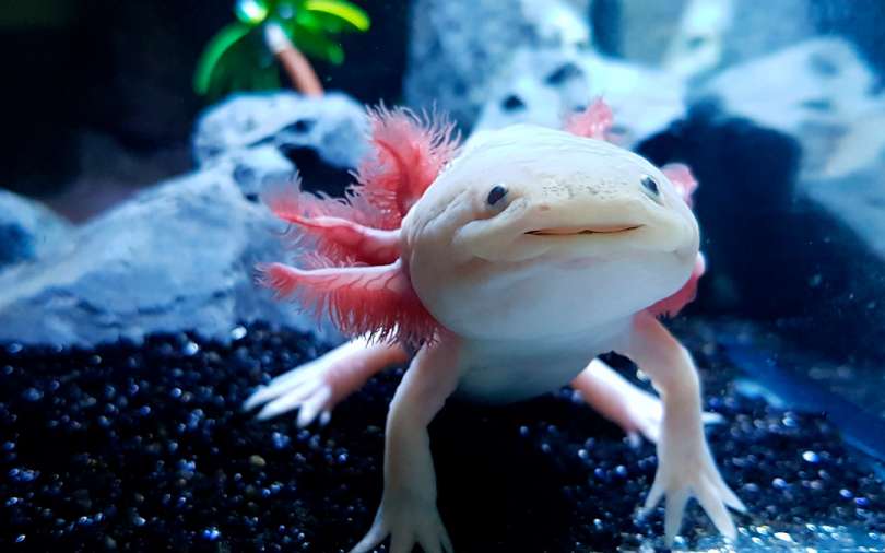 Descubre 5 asombrosas especies endémicas de México – Acuario Michin Puebla Descubre 5 asombrosas especies endémicas de México – Acuario Michin Puebla