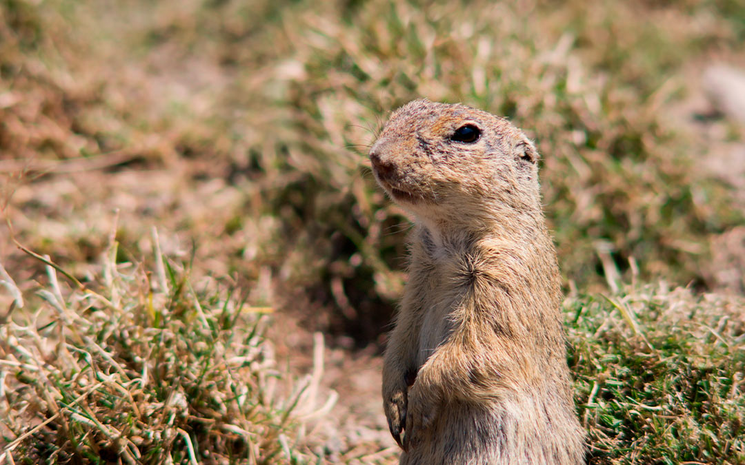 Descubre 5 asombrosas especies endémicas de México – Acuario Michin Puebla