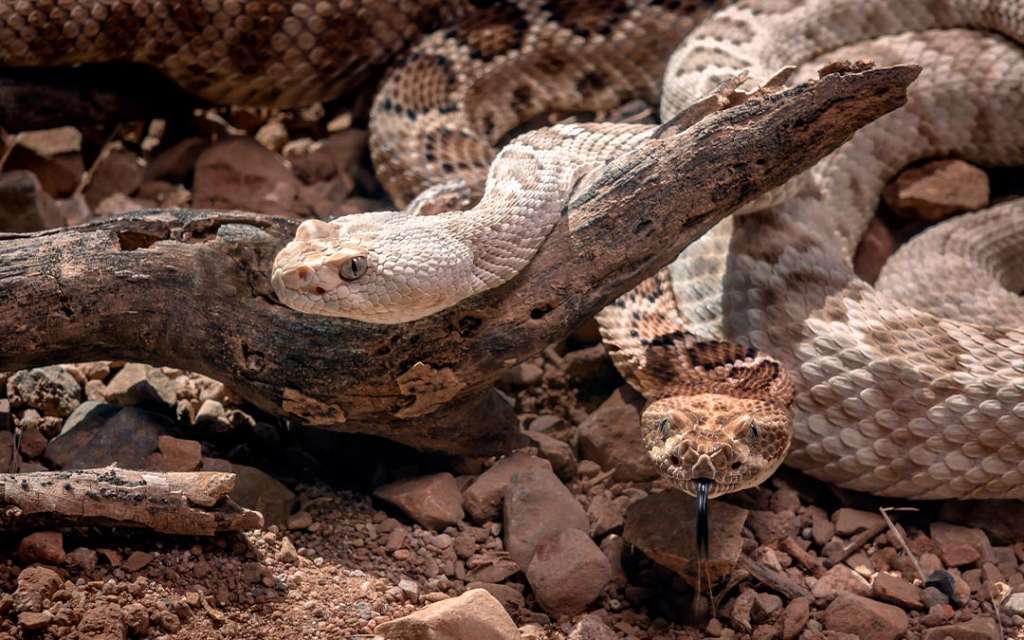 Descubre 5 asombrosas especies endémicas de México – Acuario Michin Puebla