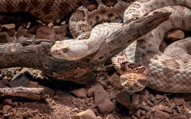 Descubre 5 asombrosas especies endémicas de México – Acuario Michin Puebla Descubre 5 asombrosas especies endémicas de México – Acuario Michin Puebla