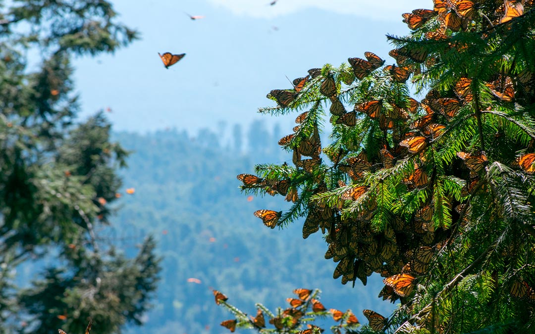 Conoce y enamórate de la biodiversidad en México – Acuario Michin Puebla