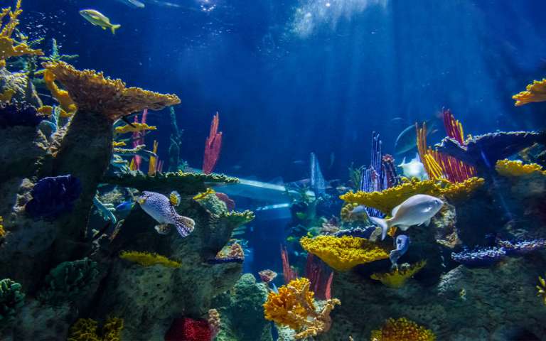 Conoce las entradas de Acuario Michin, sus precios y qué incluyen – Acuario Michin Puebla