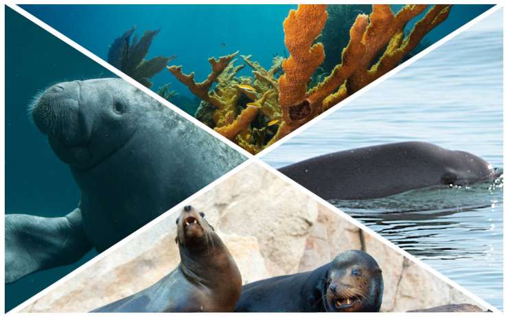 Cinco especies marinas mexicanas que debes conocer – Acuario Michin Puebla